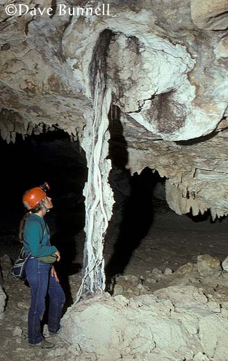 "The Virtual Cave: Rootsicles"